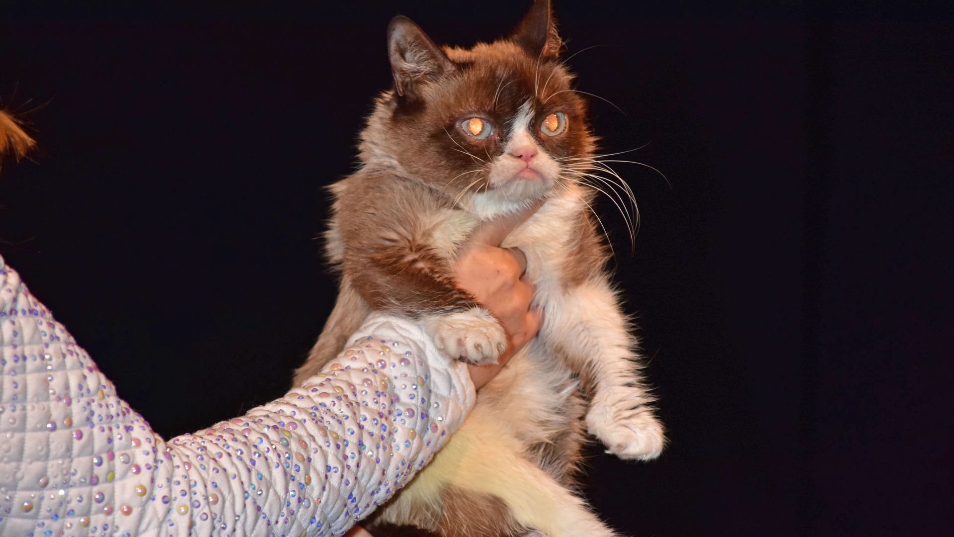 1 Million Euro? So teuer soll ein Grumpy-Cat-Auftritt sein! | Promiflash.de