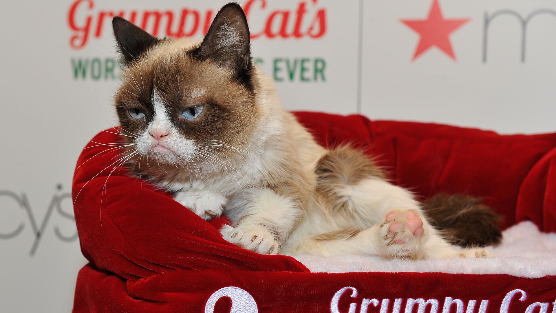 Fast 570.000 Euro Schadensersatz: Grumpy Cat gewinnt Prozess ...