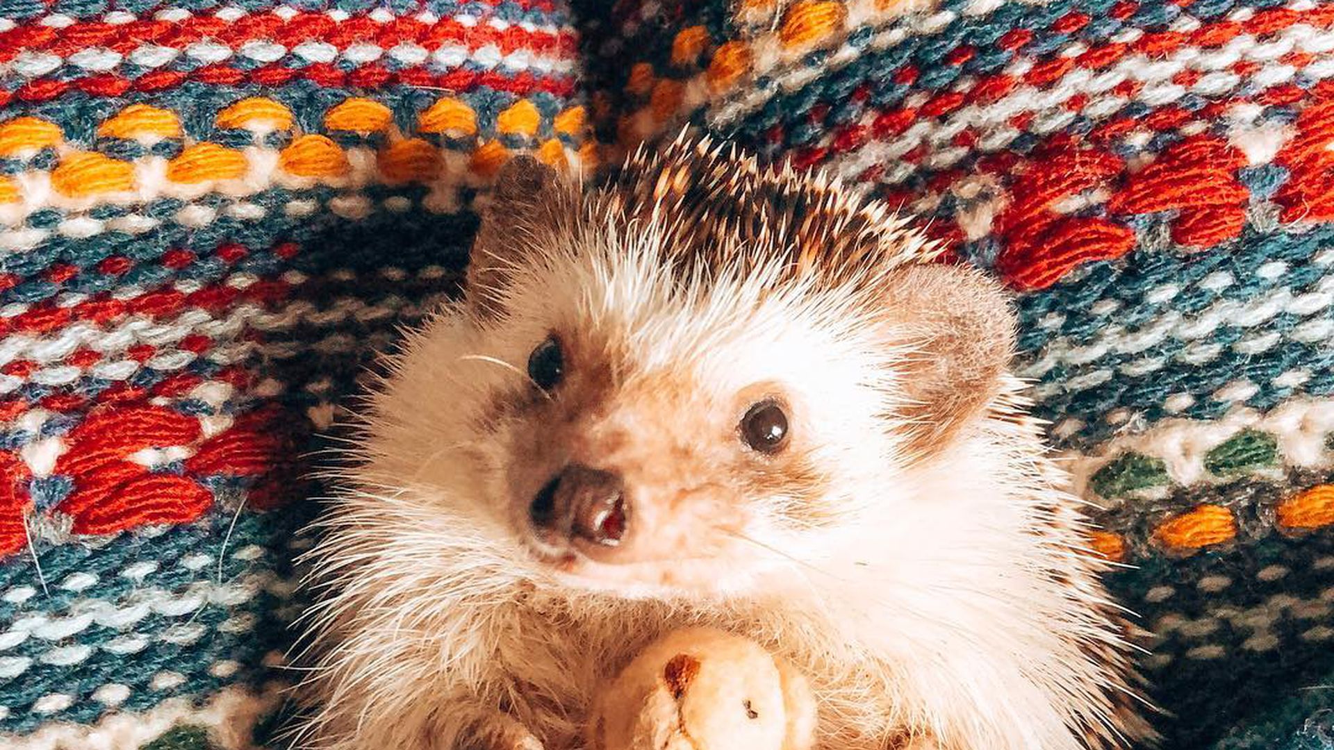 Traurige Neuigkeit: Insta-Star und Igel Mr. Pokee ist tot! | Promiflash.de