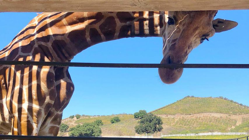 "Hangover"-Giraffe Stanley vor Flammen-Inferno gerettet! | Promiflash.de